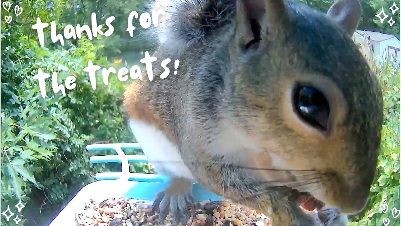 Squirrel Invasion: My Squirrel Buddy is Back! - YouTube