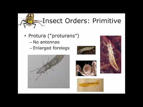 5 2 Insect Systematics Protura Thyasanura - YouTube