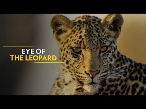 EYE OF THE LEOPARD | Animal Planet Full Episode | Wild Planet Hindi