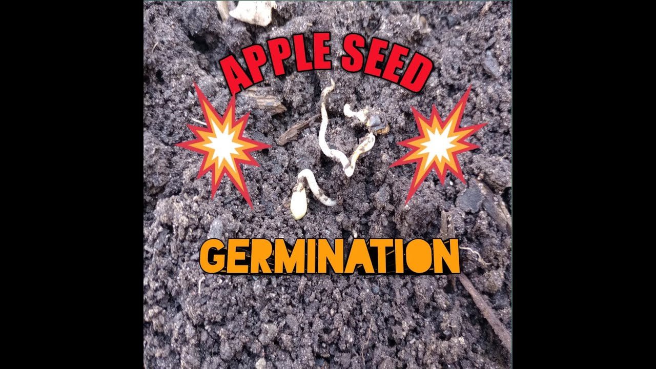 Apple Trees From Seed: Spring 2022 Germination Results - YouTube