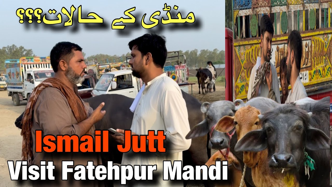 Ismail Jutt Visit fatehpur buffalo mandi کتنی بھینسیں اور گائیں خریدی منڈی کے کیا | حالات ہیں ...