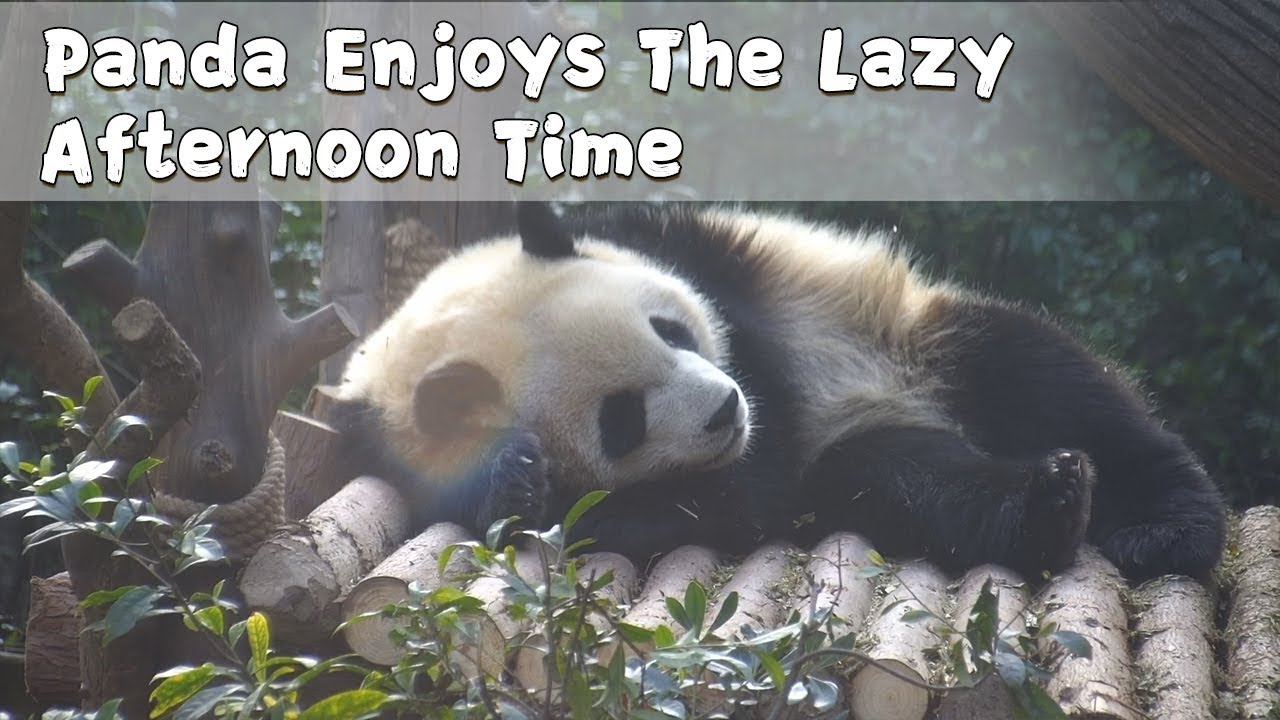 Panda Enjoys The Lazy Afternoon Time | iPanda - YouTube
