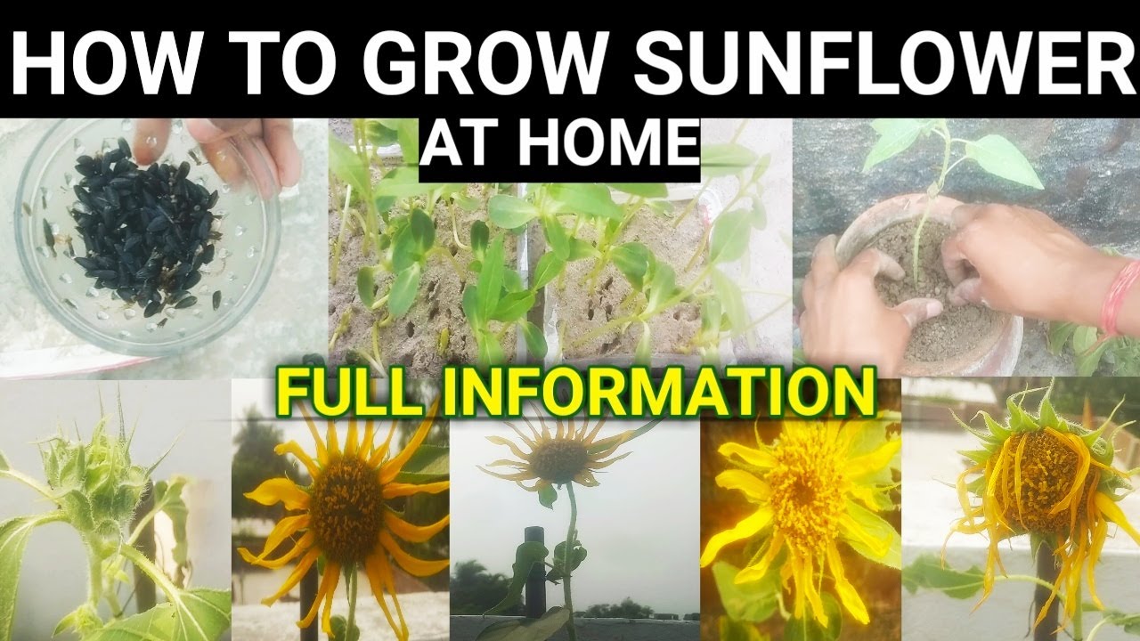 How To Grow Sunflower At Home II Seed to Flower II Grow sunflower In ...