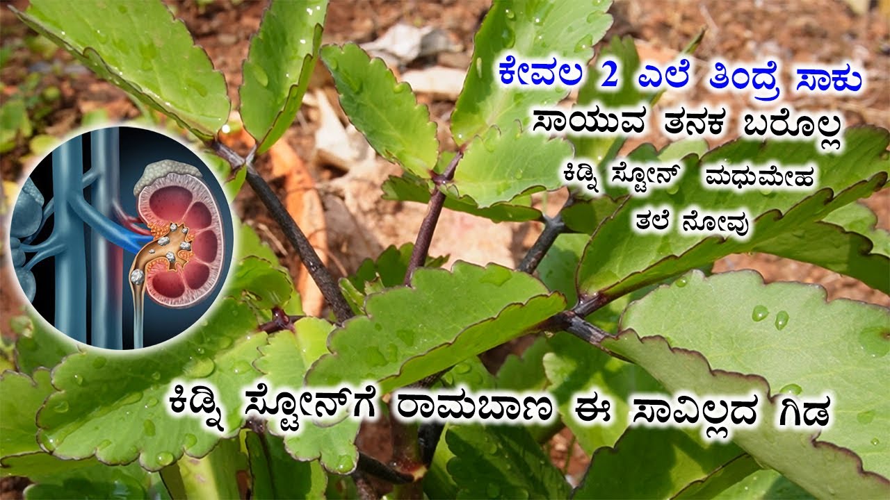 ಕ್ಯಾನ್ಸರ್‌ನ್ನು ಕೂಡ ಗುಣಪಡಿಸುವಂತ ಅಪರೂಪದ ಸಾವಿಲ್ಲದ ಗಿಡ | Kadu Basale ...