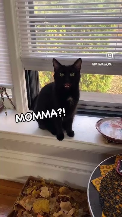 MOOOOOOOM!! #cat #blackcat #catvideos - YouTube