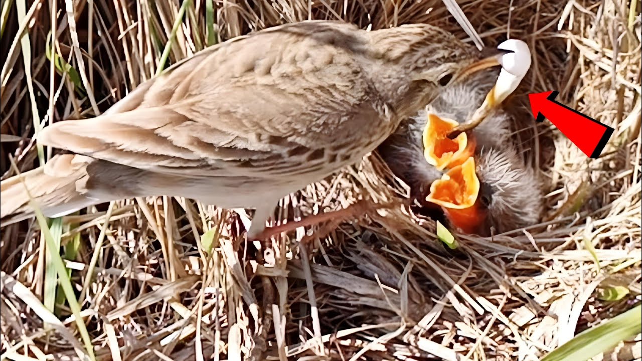 Pipit picked big poop in the nest chicks are crying for food ...