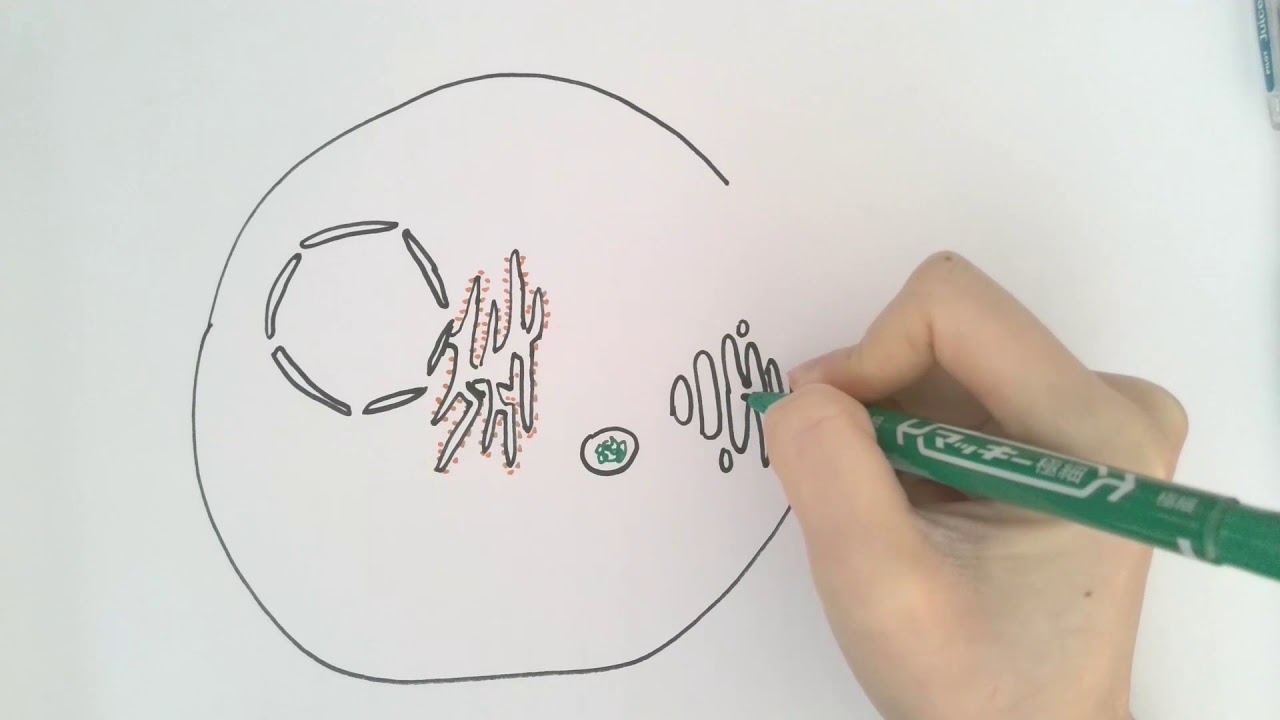 Biology Pictionary - Challenge 10 - YouTube