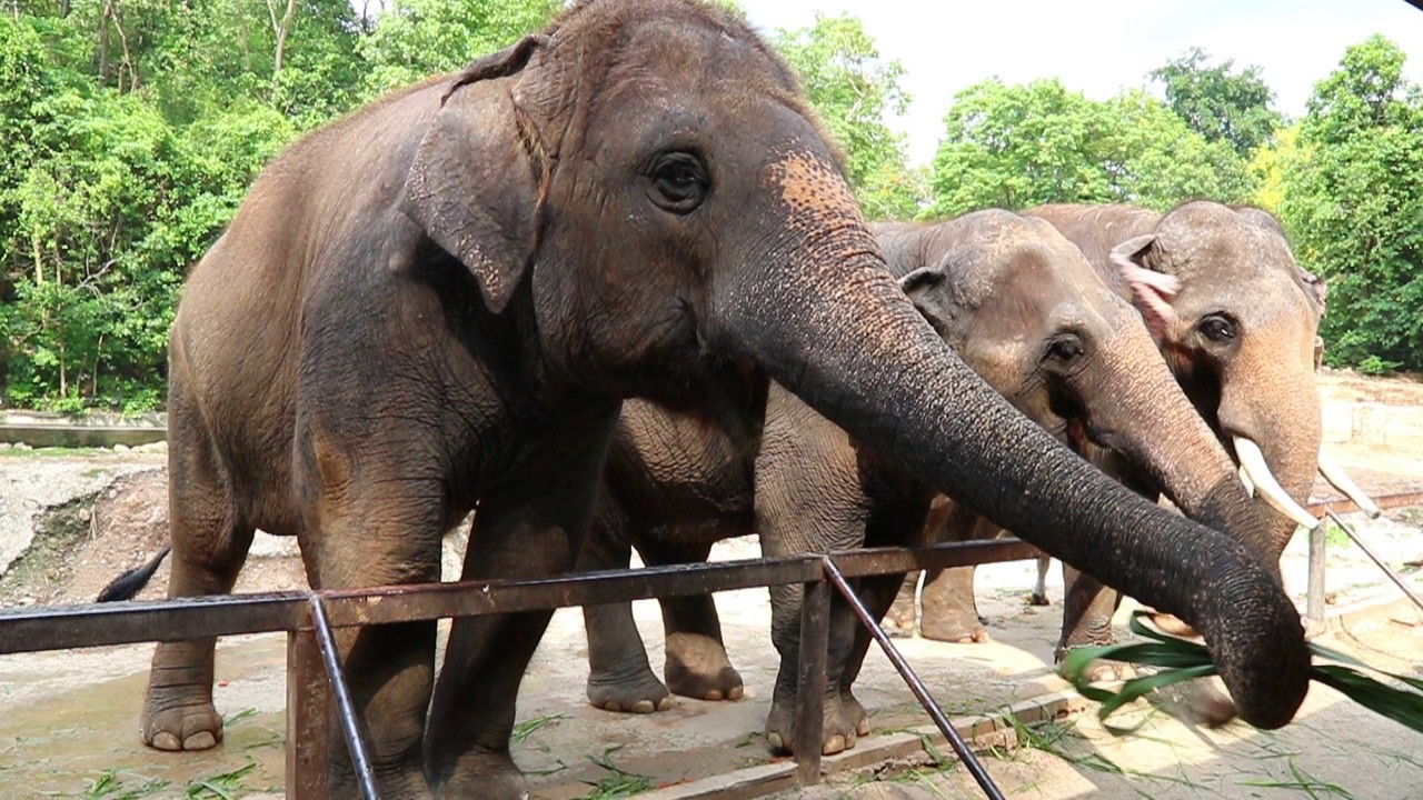 Whistling elephant - YouTube