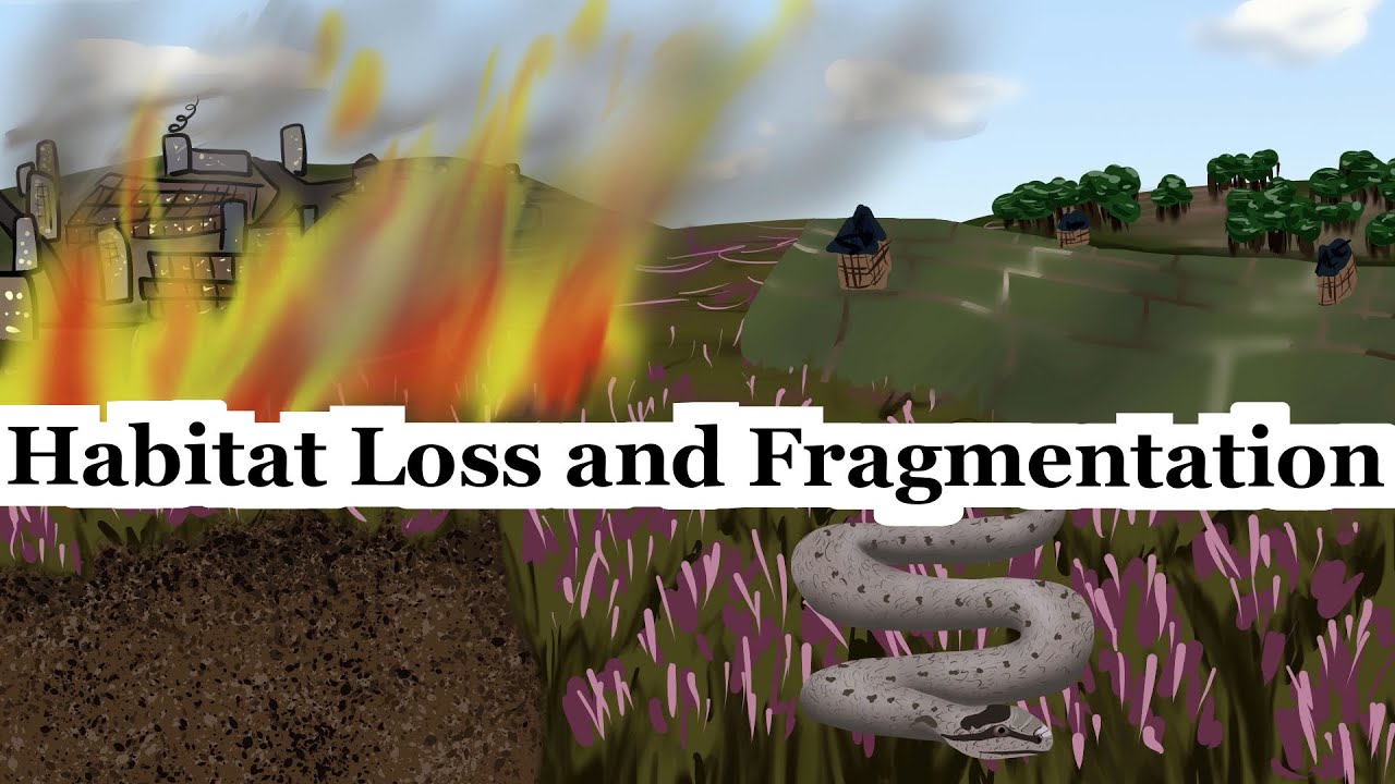 What Are Habitat Loss and Fragmentation? Examples Using Impacts on UK ...