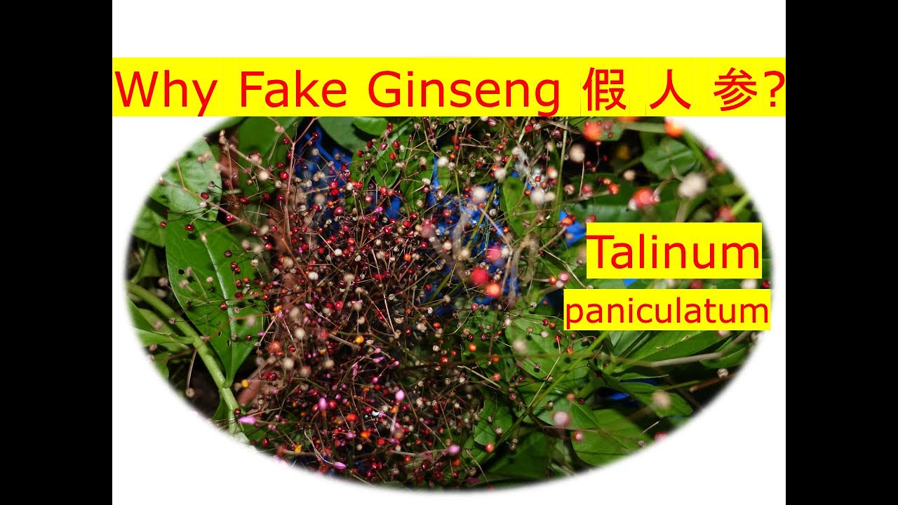 Why Fake ginseng 假人参? Medicinal? Leaves salad? Roots boost energy ...