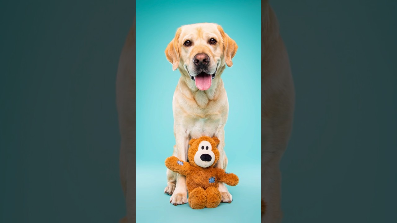 Dog Stuffy Photoshoot #puppy #photoshoot #photography - YouTube