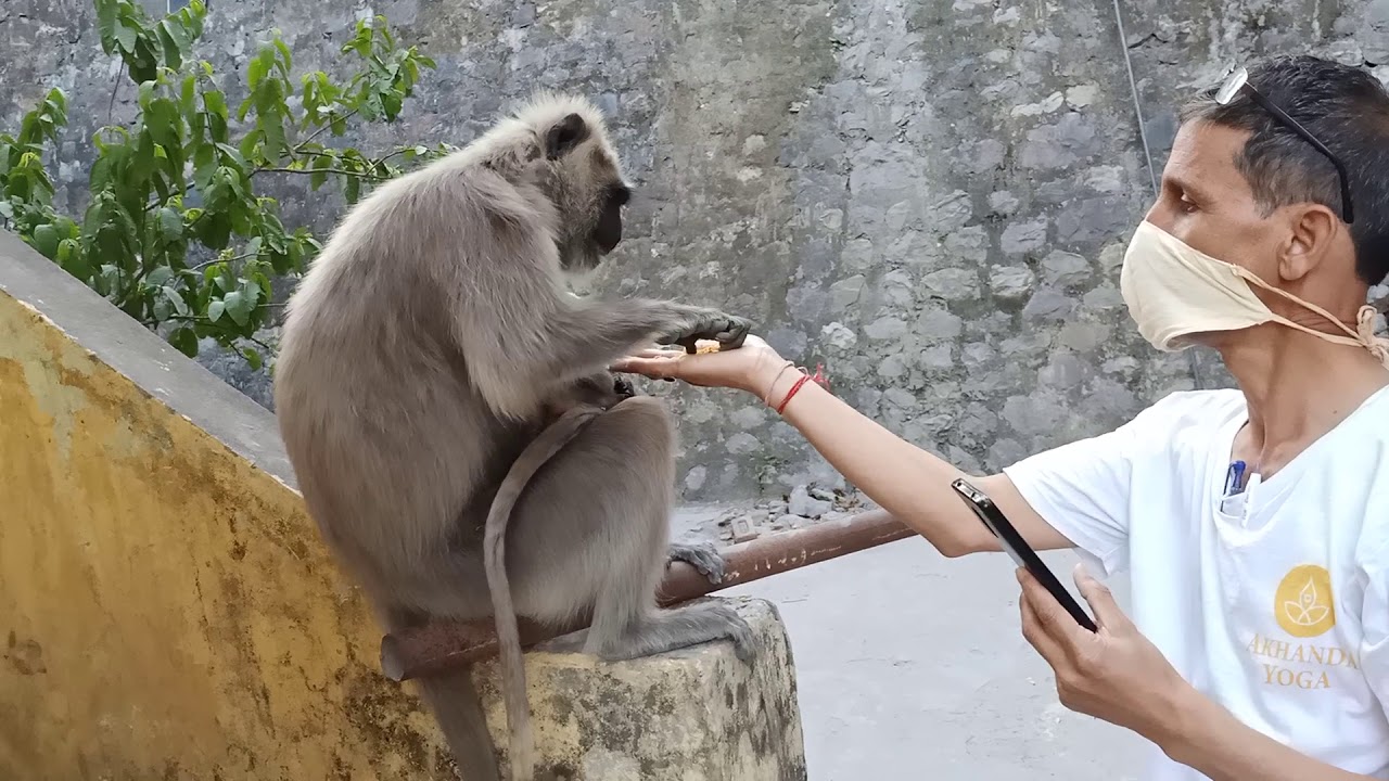 Share love with animals in lockdown - YouTube