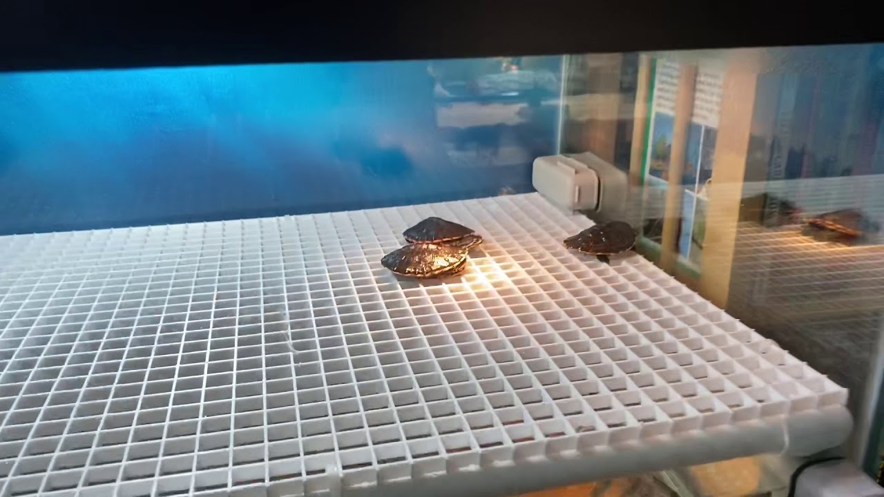Phrynops tuberosus (peters side necked turtle) - YouTube