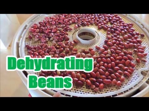 Dehydrating Beans for Storage - YouTube