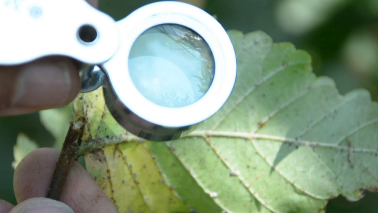 PlantTalk: Elm Scale - YouTube