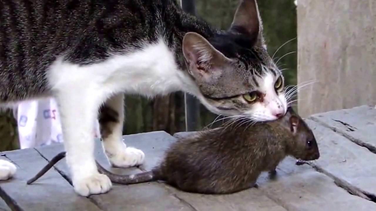the cat hunt a bird - YouTube