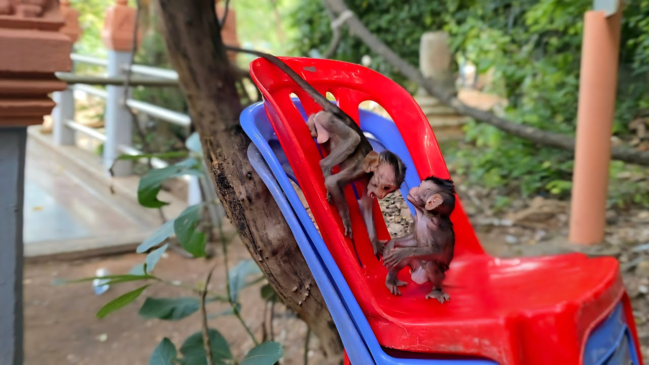 Many cute baby monkeys happily run around on the chairs - YouTube