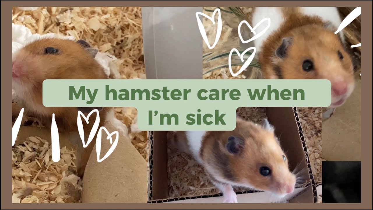 My hamster care when I’m sick! 🐹 - YouTube