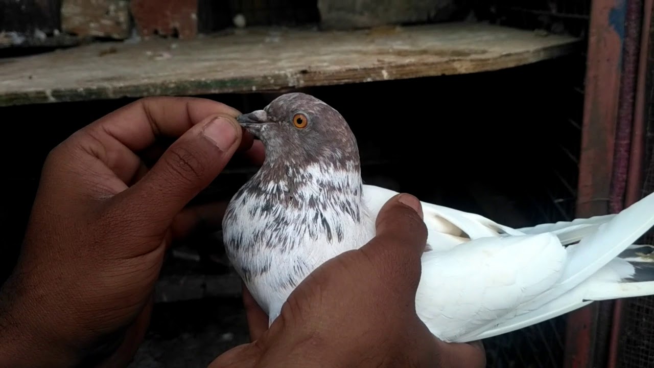 Kabootar | best breed of pigeon | कबूतर की पहचान कैसे करें - YouTube