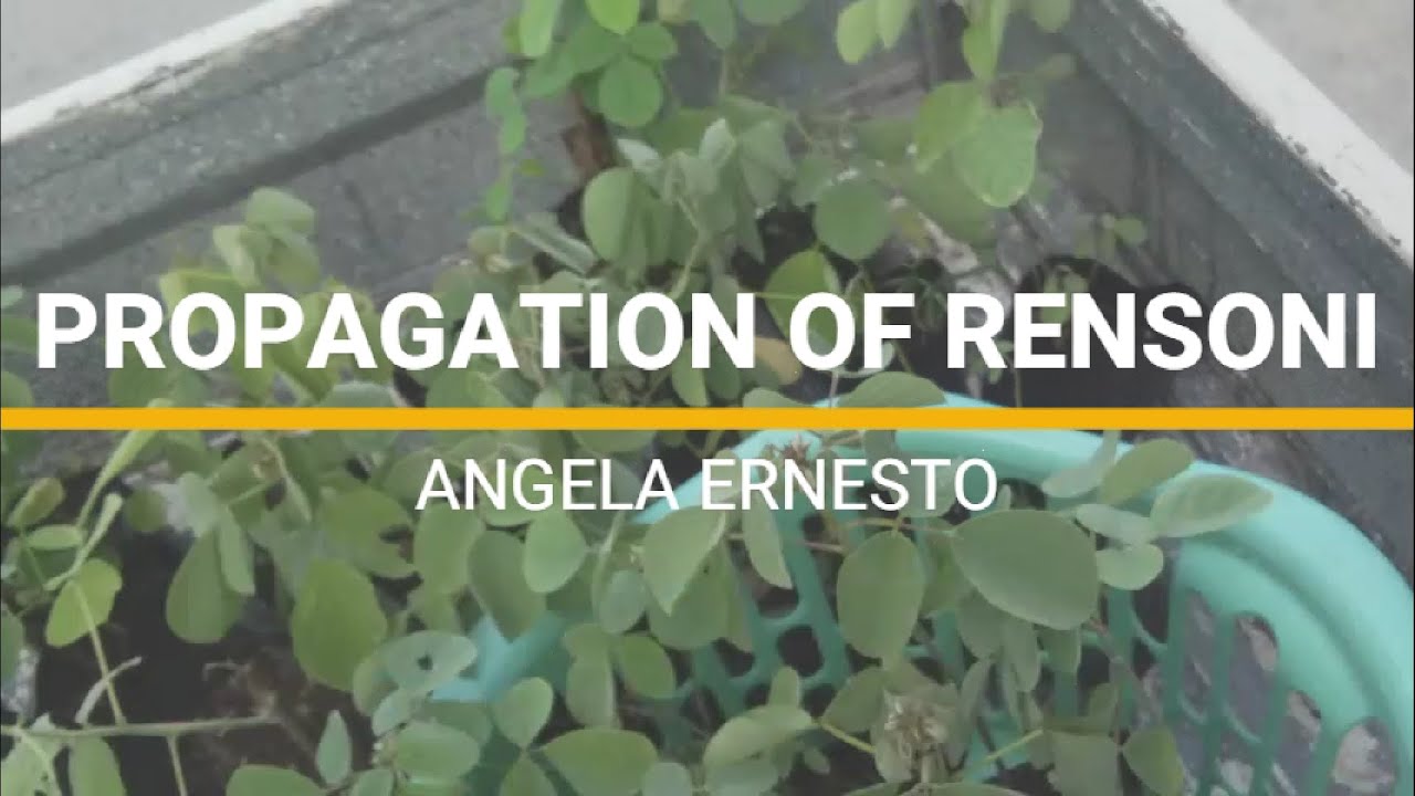 Propagation of Rensoni | Angela Ernesto - YouTube