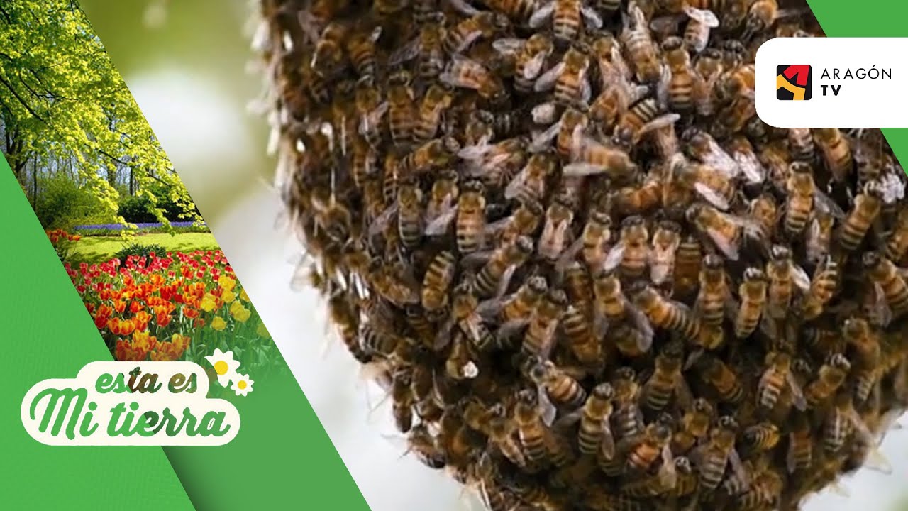 Los animales gregarios - YouTube