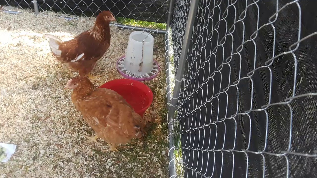 The backyard chickens - hens new run - YouTube