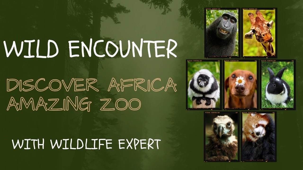 Wildlife Encounter | Wildlife Tour at Dar es Salaam Zoo | Discover ...