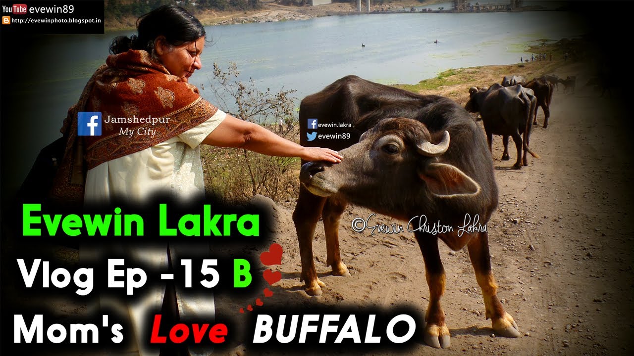 Evewin Lakra - Vlog Ep-15 B - Mom's Love Buffalo - YouTube