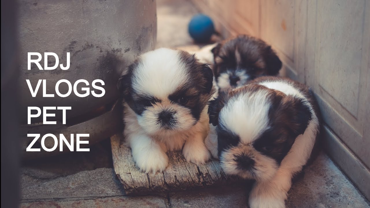 Cute Pets And Funny Animals Compilation #5 RDJ_VLOGS - YouTube