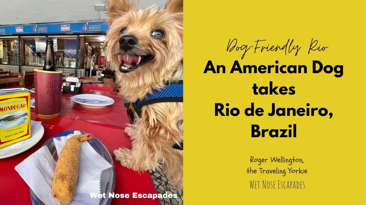 Dog-Friendly Rio: An American Dog takes Rio de Janeiro, Brazil # ...