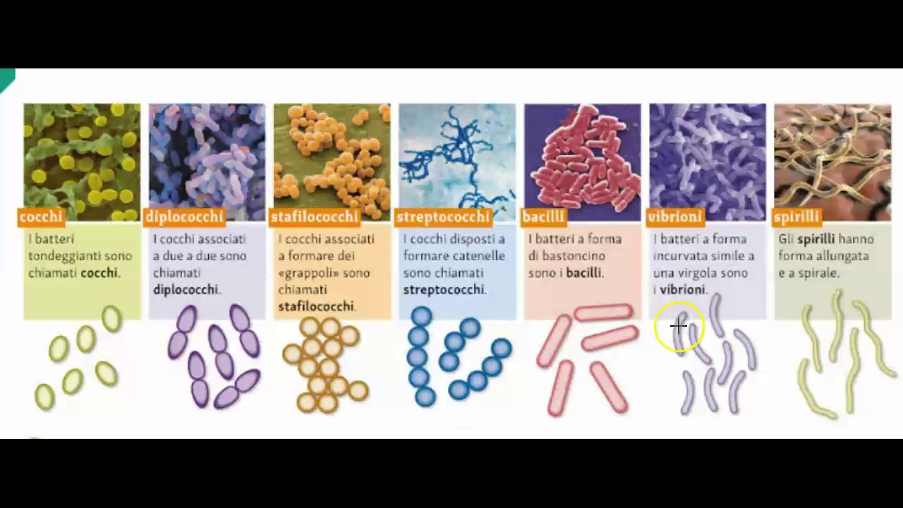 mondo dei microrganismi - YouTube