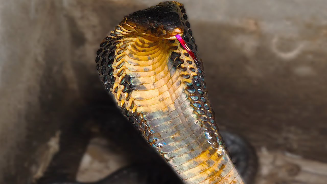 Amazing Snake! How to Cook a King Cobra !! - Thailand Street Food - YouTube
