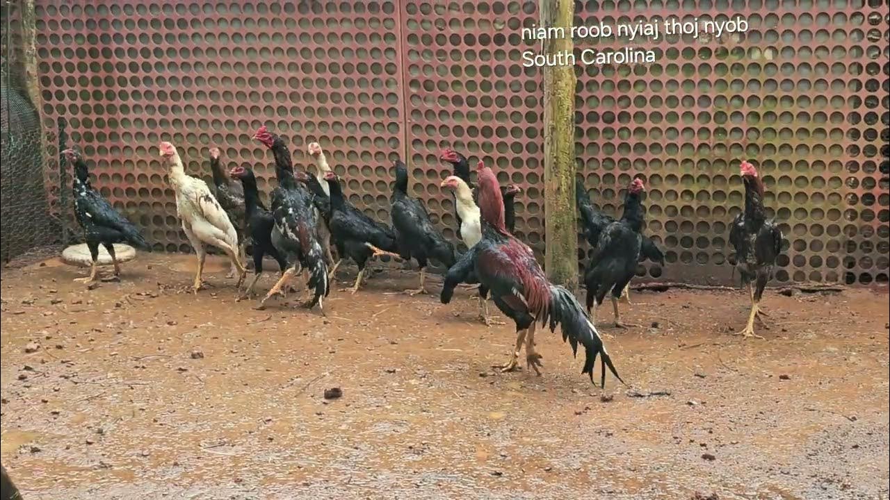 Mus Saib Qaib Thaib Ej Ej 4/9/2024 - YouTube