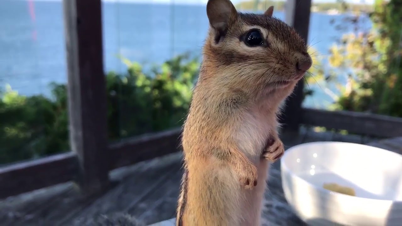 Dramatic Chipmunk - YouTube