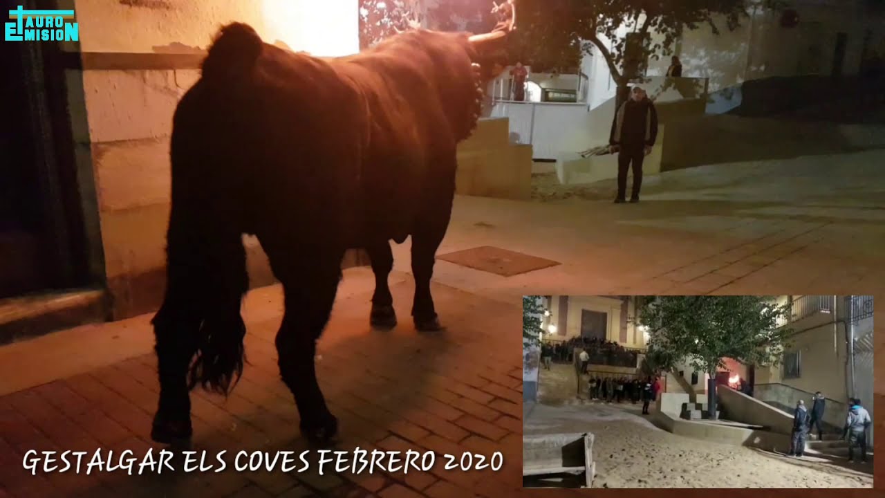 TORO EMBOLADO GESTALGAR (V) ELS COVES 7FEBRERO2020#Bull1080p ...