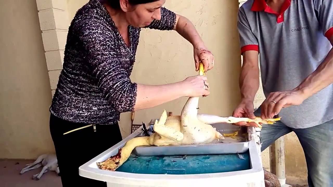 Depenando frango caipira no sitio - YouTube
