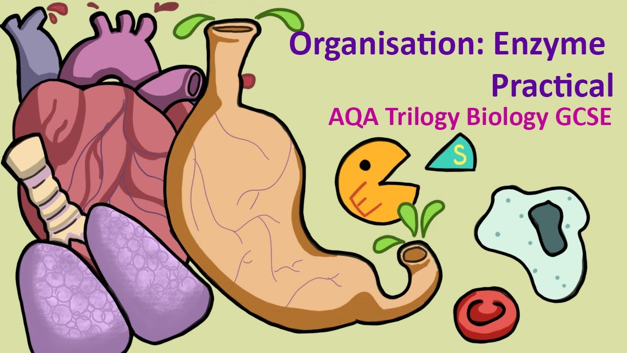 Science - Biology - GCSE - AQA - Organisation: Enzyme Practical - YouTube
