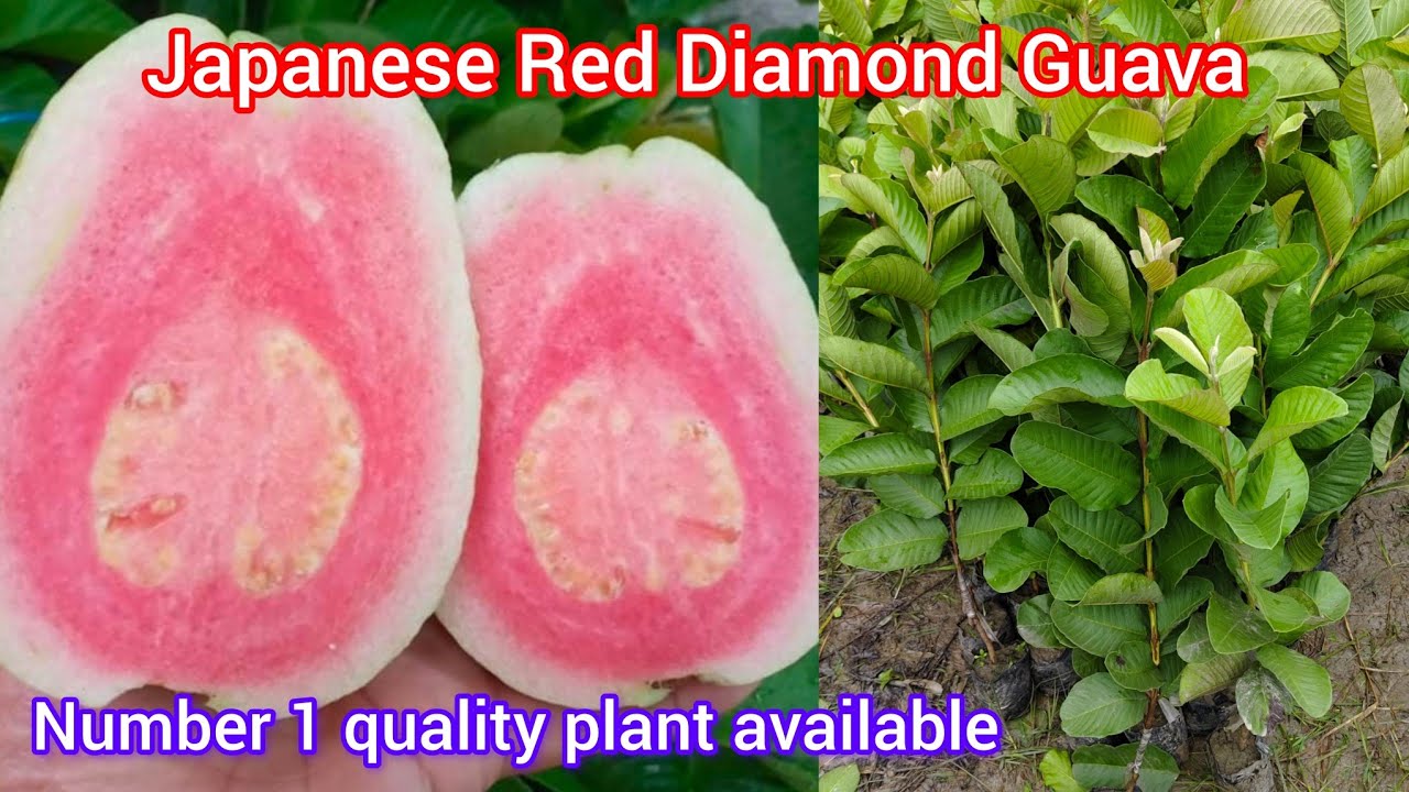 Japanese Red Diamond Guava number 1 quality plant available // Contact ...