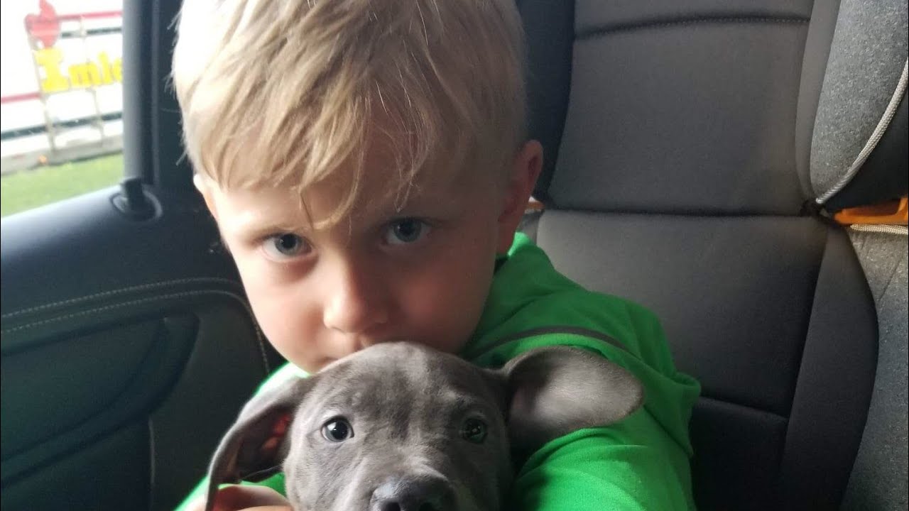 My dogs attacked Carter - YouTube