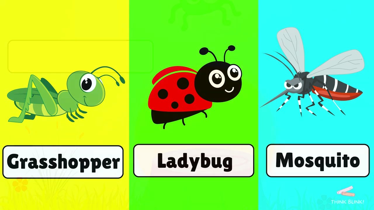 learn bugs and insects|learn bugs|learn bugs vocabulary|learn names of ...