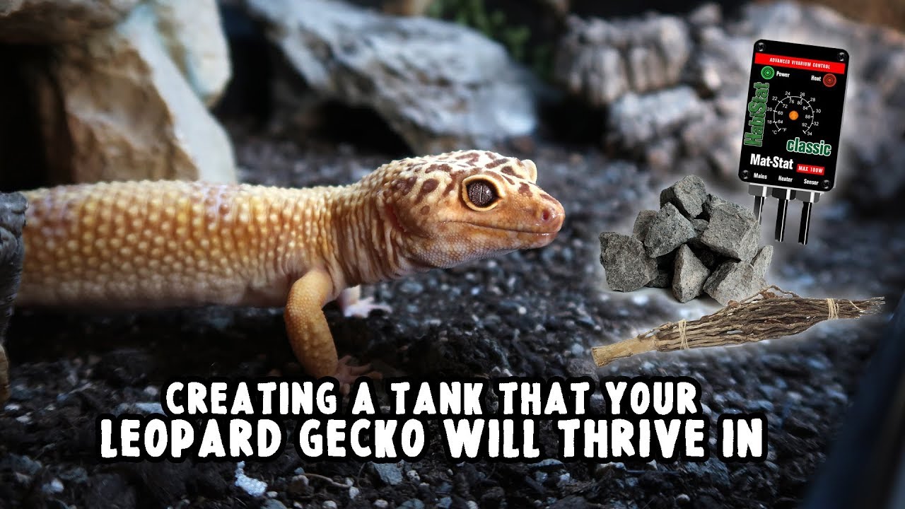 5 Top Tips For Setting Up A Safe & Enriched LEOPARD GECKO Tank! - YouTube