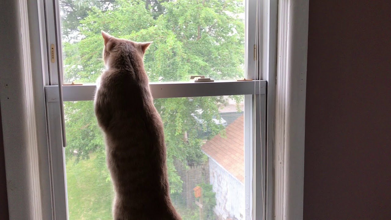 Kitten standing in the window - YouTube