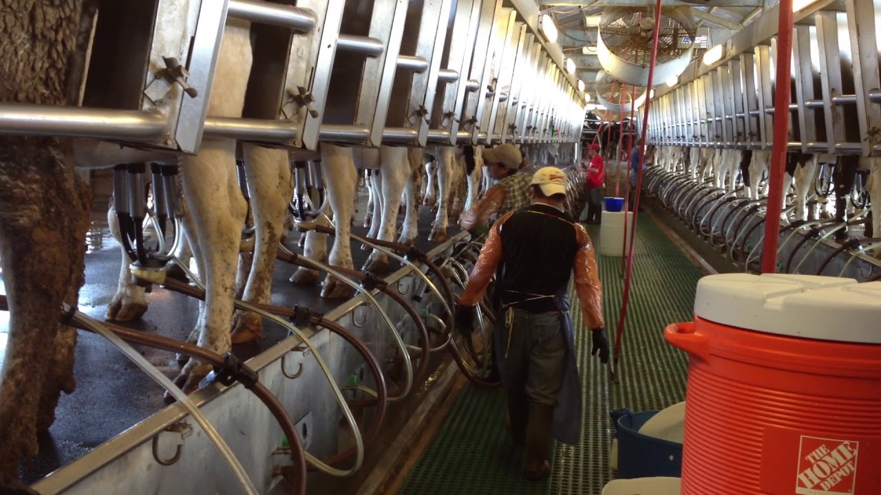 Milking Routine Train Style - YouTube