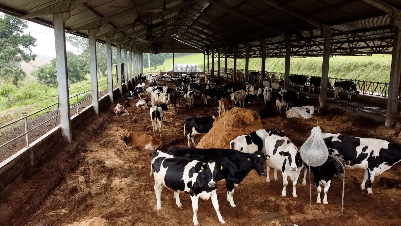 ELES INVESTIRAM NO COMPOST BARN: SERÁ QUE VALE A PENA? - YouTube