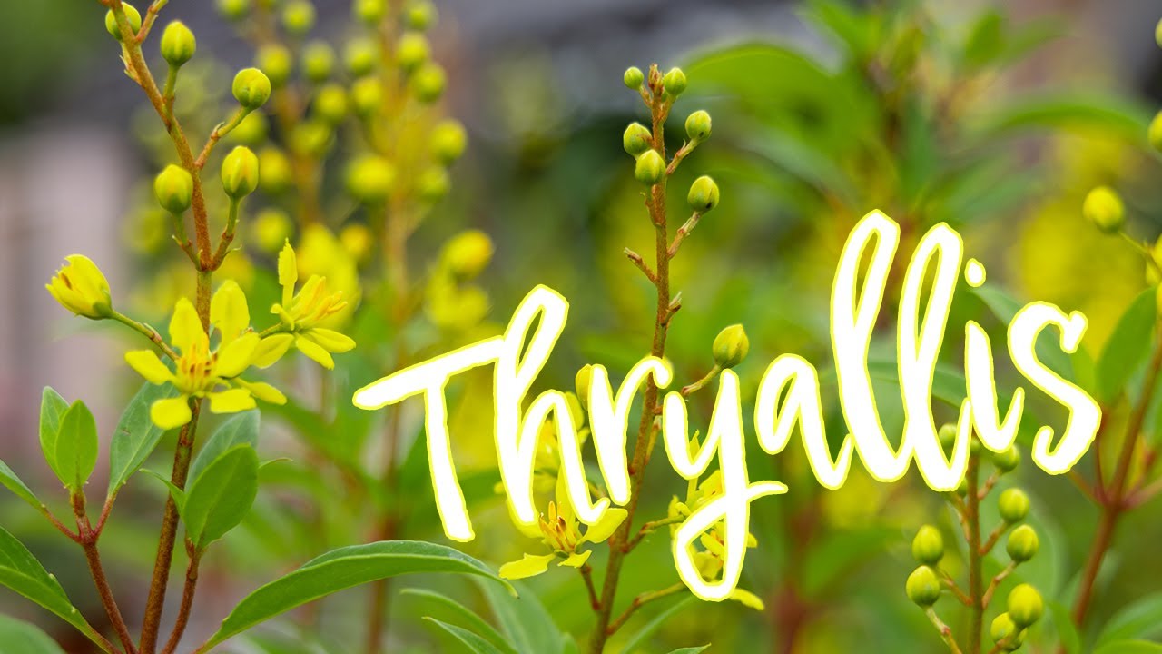 Enjoy a Vibrant Garden with Thryallis! - YouTube