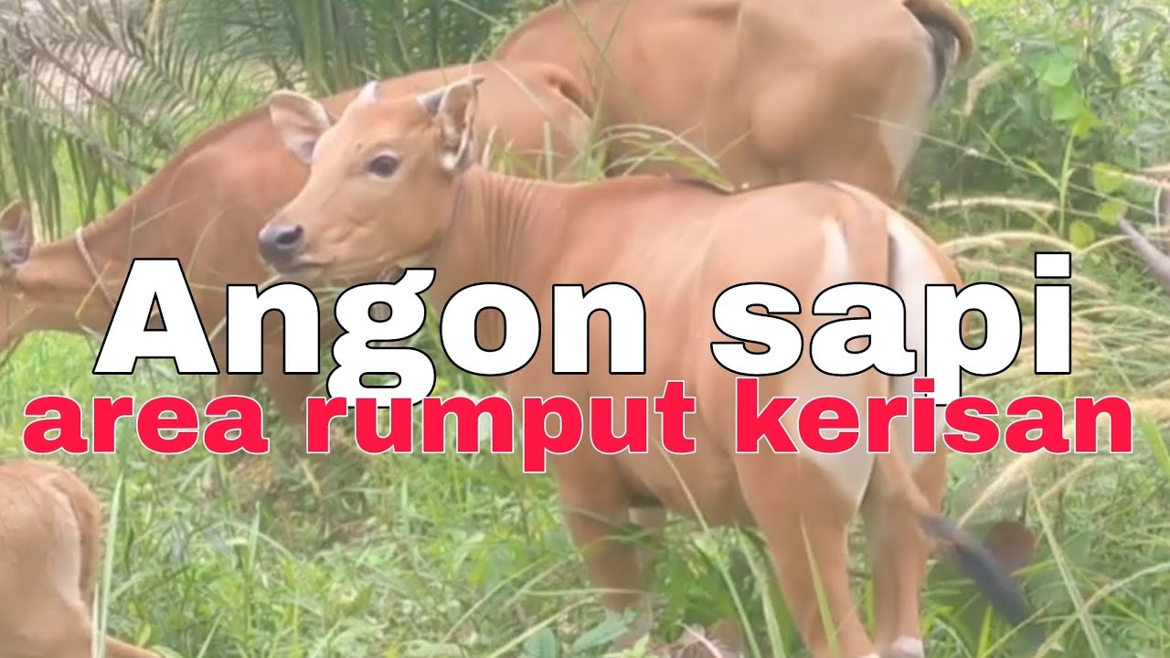 angon sapi area rumput kerisan - YouTube