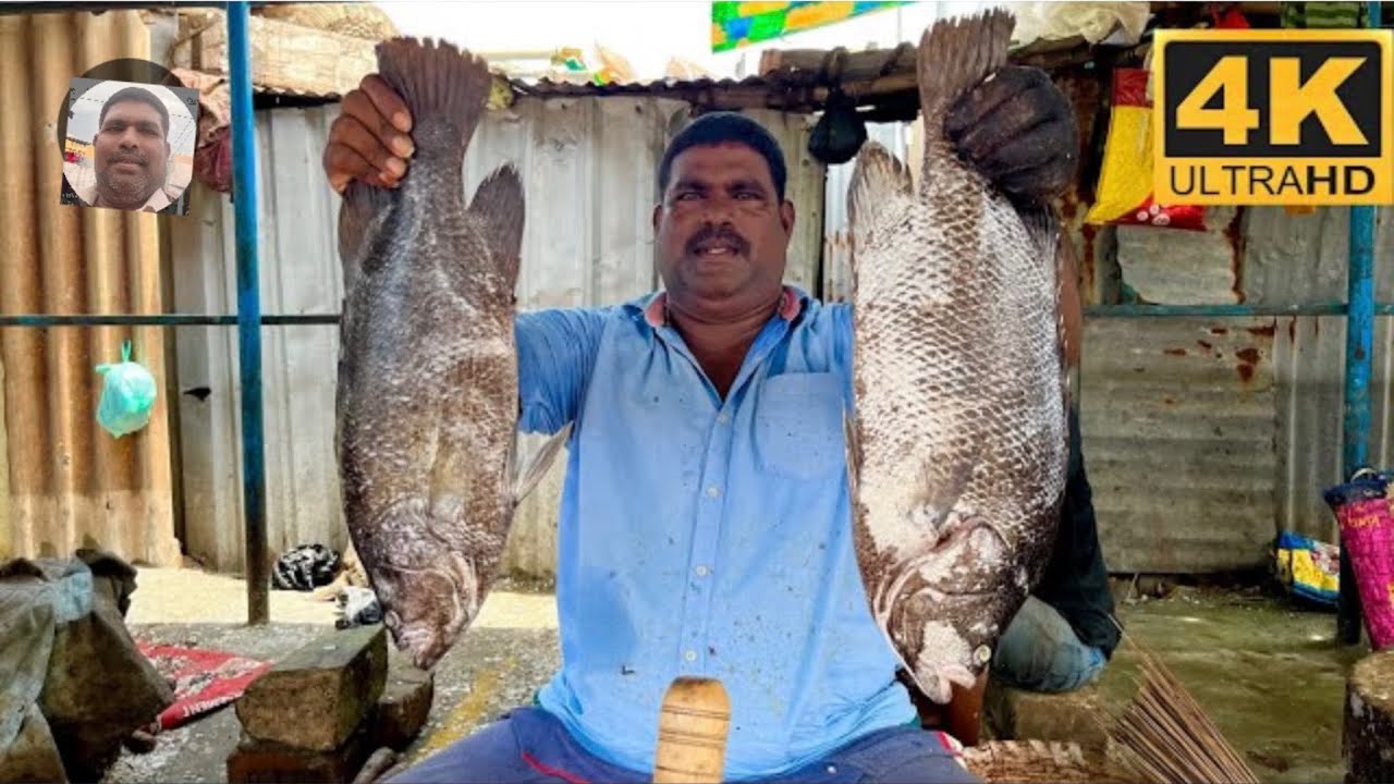 Kal koduva fish cutting video /fishcuttingrs#fish #fishcuttingrs # ...