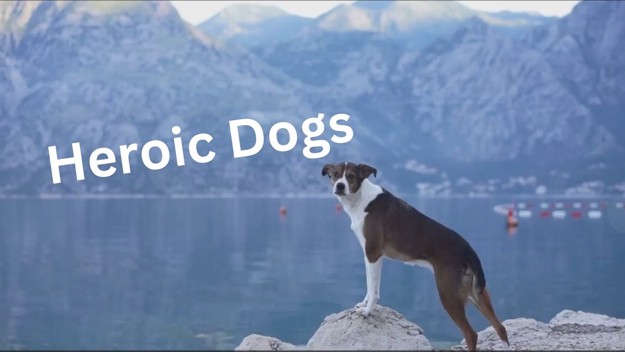 Hero Hound: Oregon Dog's Daring 4-Mile Dash Saves Owner! - YouTube