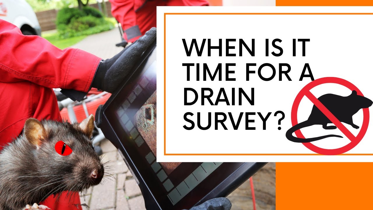 My RATS KEEP COMING BACK! - Time for a DRAIN SURVEY? - YouTube