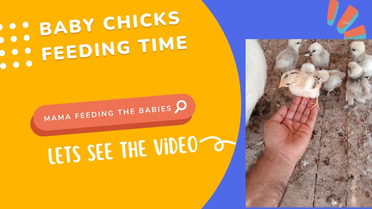 My Baby Chicks Daily Food Routine | Baby Chicks Favourite Food - YouTube